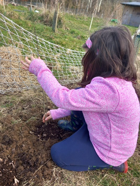 Tree planting with Veryan School :: REACT