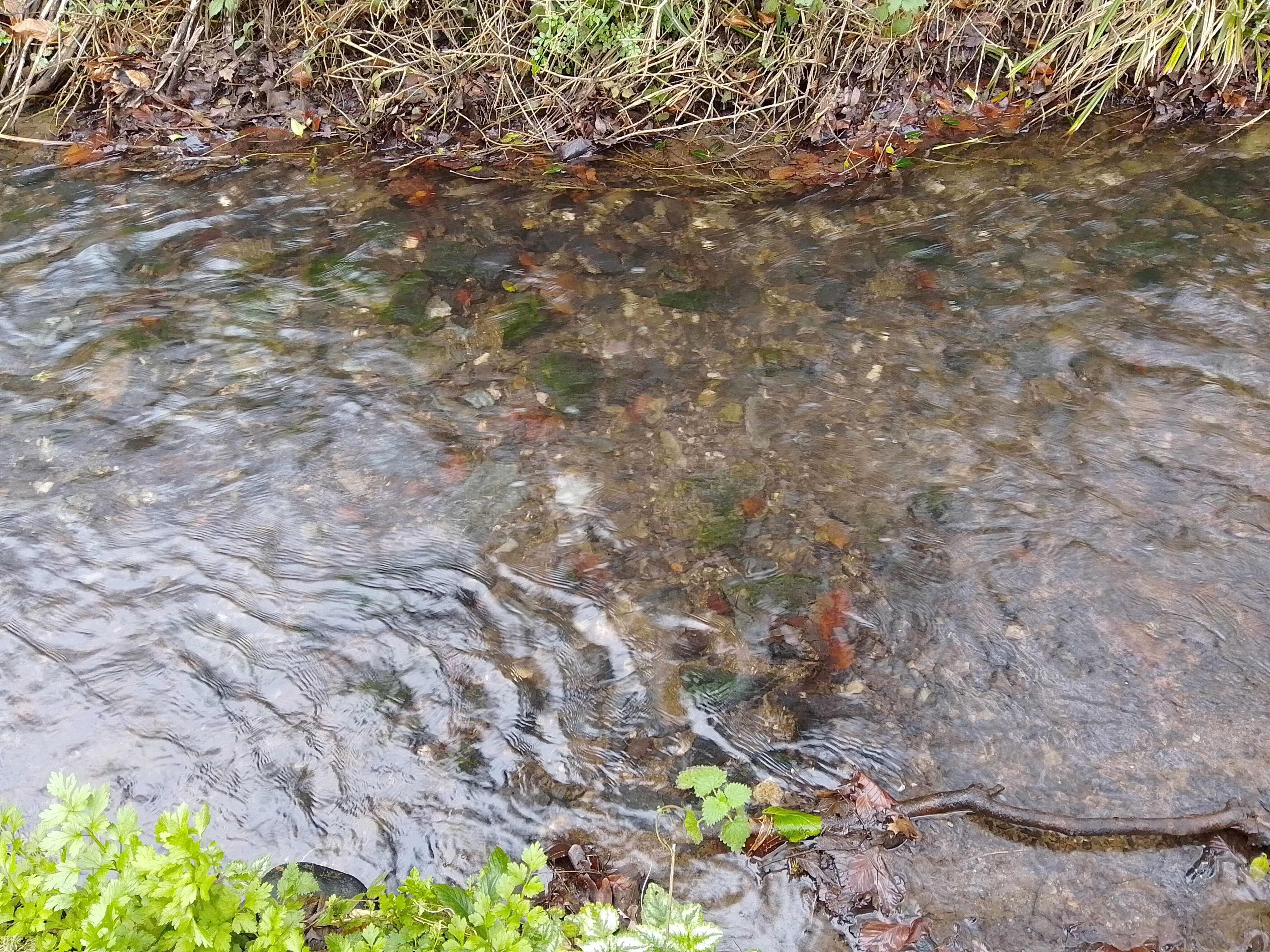 Westcountry Rivers Trust Citizen Scientist Project :: REACT